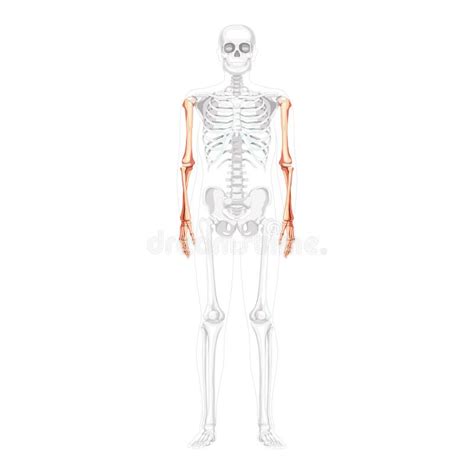 Bras Squelette Avant Humain Vue Ventrale Antérieure Avec Position Osseuse Partiellement