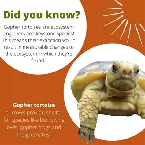 The Gopher Tortoise Councils Gopher Tortoise Council Facebook