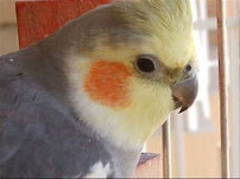 Los Gatos Y El Sexo Mascotas