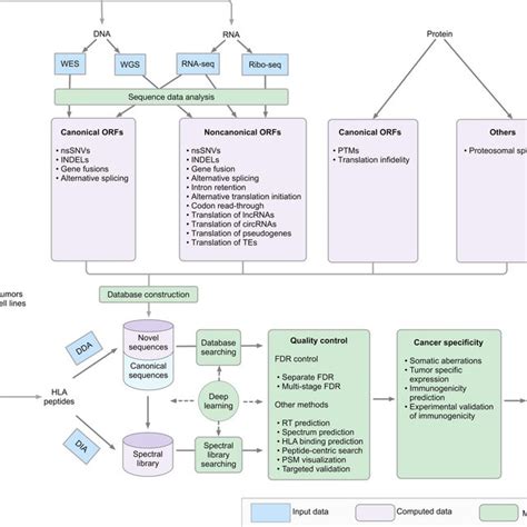 Schematic Overview Of The Tumor Antigen Identification Workflow Dda Download Scientific