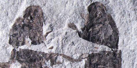 Scientists Find Oldest Fossil Record Of Insect Sex Business Insider