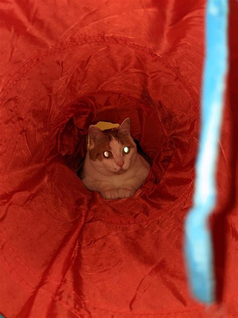 Big Bartleby In The Cat Tunnel R Chonkers