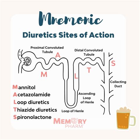 How Do Diuretics Work Quizlet At Judy Acosta Blog