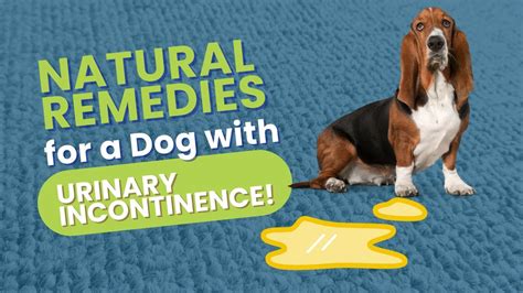 Incontinence Dogs Treatment At Sam Hamby Blog