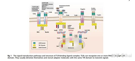 健康和疾病中的模式识别受体（文献学习） 知乎