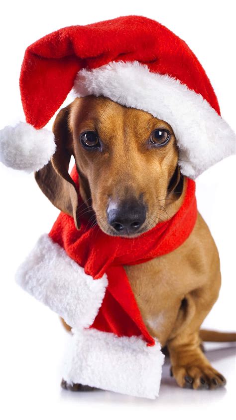 [100+] Christmas Dog Wallpapers | Wallpapers.com