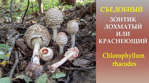 Съедобный Гриб-зонтик лохматый или краснеющий. - Chlorophyllum rhacodes ...