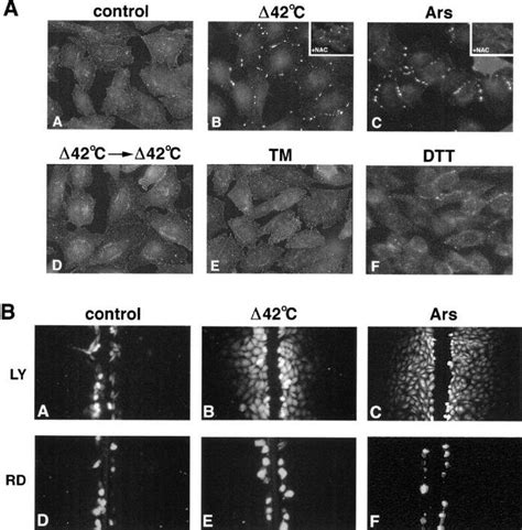Induction Of Cytosolic Stress Upregulates Gap Junction Formation And