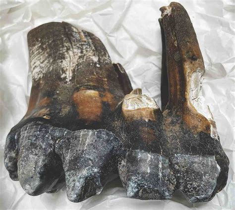What Is A Mastodon Tooth