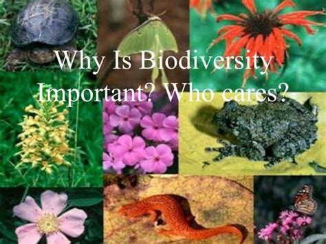 Bioresources And Uses Of Biodiversity Pptx Biological Sciences