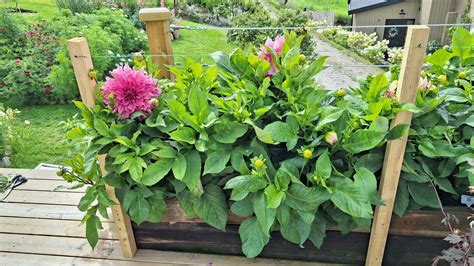 Dahlia – Decorative Café au lait Royal » Fotograf Haslien