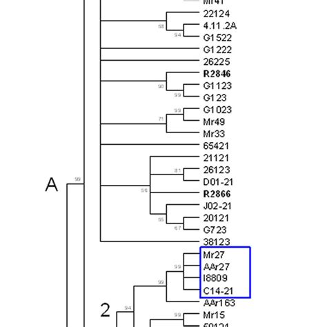 Minimum Evolution Dendrogram Of The Haemophilus Sensu Stricto Cluster