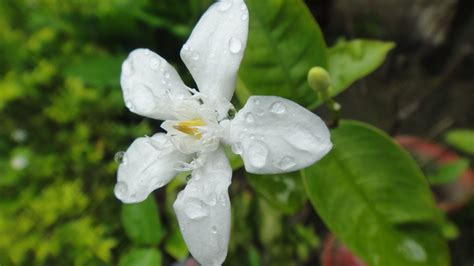 Philippine Jasmine Sampaguita Jasminum Sambac