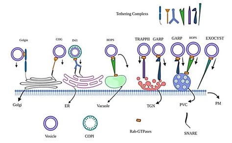 Ravikumar Steiner And Assaad 2017 Distribution Of Tethering Download Scientific Diagram