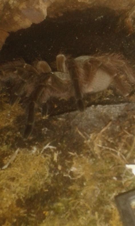 Female T Blondi Arachnoboards