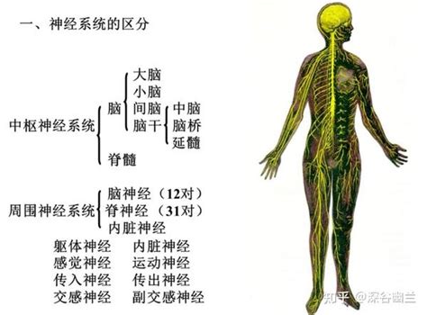 神经系统 知乎