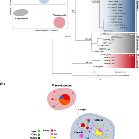 a phylogenetic tree reconstructed based on the maximum likelihood