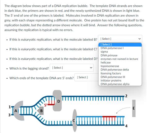 Answered The Diagram Below Shows Part Of A Dna… Bartleby