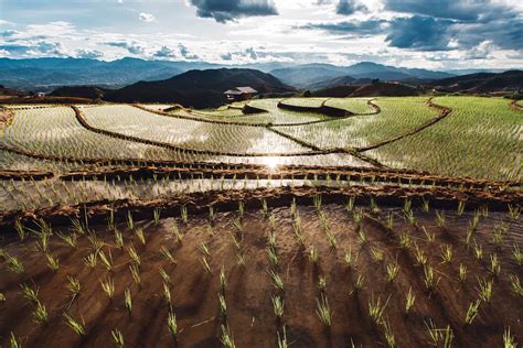 Rice Methane Emissions Reduction Knowledge Hub Esa