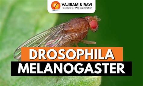 Drosophila Melanogaster Habitat Food Habit Latest News