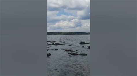 Василек ромашка Youtube