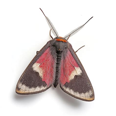 Moth With Wings Psd High Quality Free Psd Templates For Download Freepik