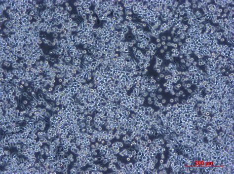 小鼠原代肝细胞 小鼠肝细胞 第3页 大山谷图库