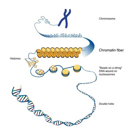 123 Organization Of Dna In The Cell College Biology I