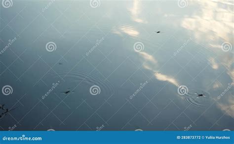 Water Strider Insects Float On Water Insects Float On Water Like Skaters Fantastic World Of