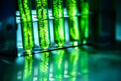 Investigating The Toxic Effects Of Pesticides On Marine Microalgae