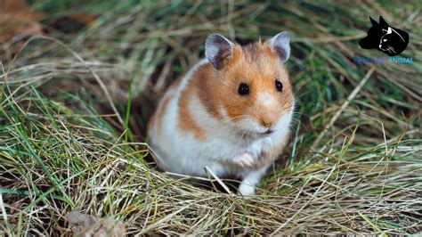 Types Of Hamsters — Exploring The Secret Lives Of These Tiny Adventurers