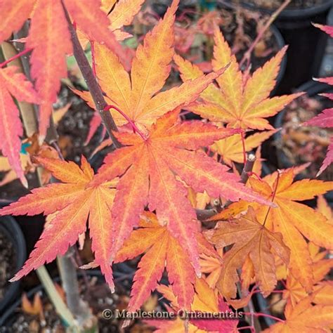 Mila Maplestone Ornamentals