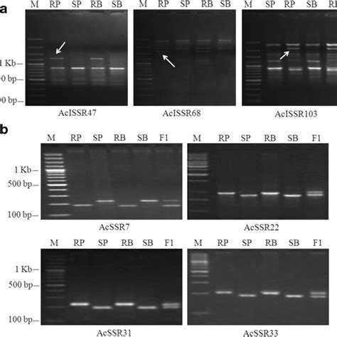 Identification Of Issr A And Ssr B Markers Linked To Purple Blotch