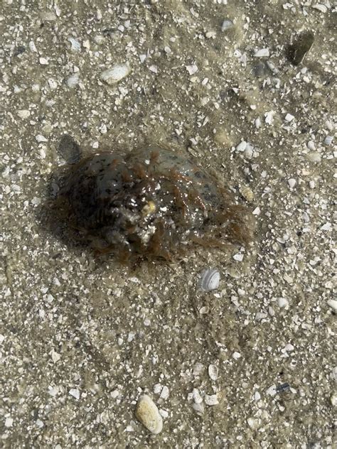 Found This Weird Squishy Thing Anyone Know What It Is R Whatisthis