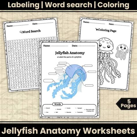 Jellyfish Anatomy Parts Of A Jellyfish Labeled Diagram Worksheetsword