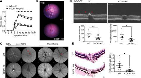 Cdcp1 Ko Mice On A C57bl 6 Background Develop Significantly Attenuated Download Scientific