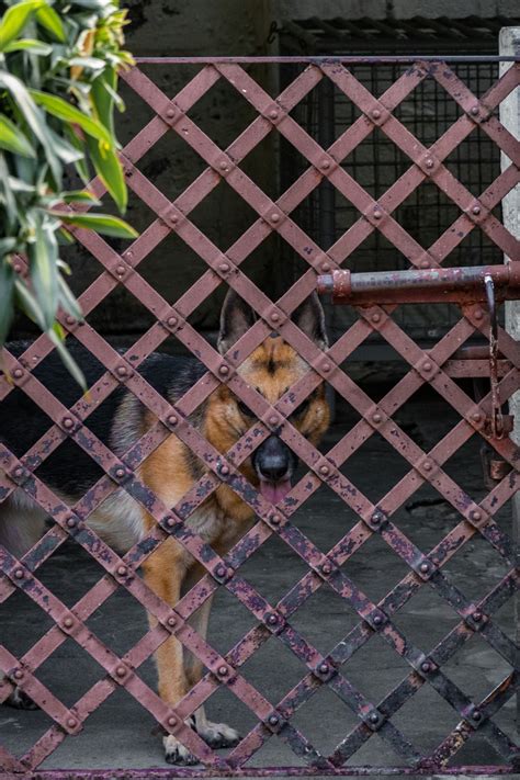 Philippines Human Rabies Cases Are Up 13 In 2024