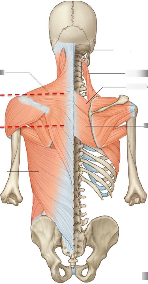 Diagram Of Muscles Acting On The Scapula Quizlet
