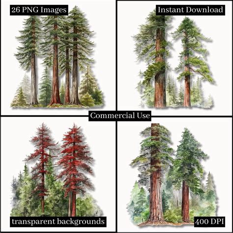 Redwood Tree Clipart Collection Png Graphics Perfect For Diy Etsy