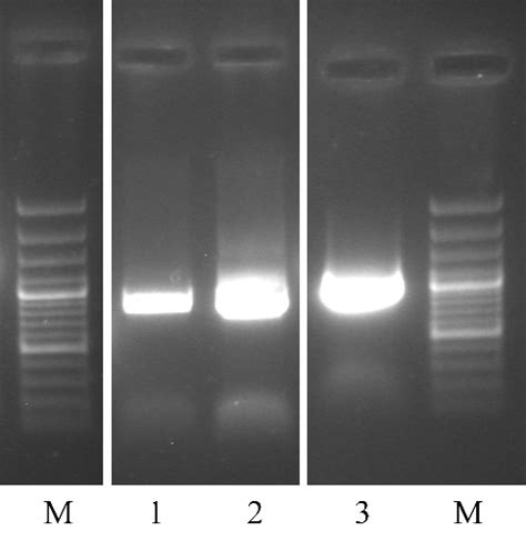 rt pcr based sbumv detection in the follow up samples 1 3 sbt samples