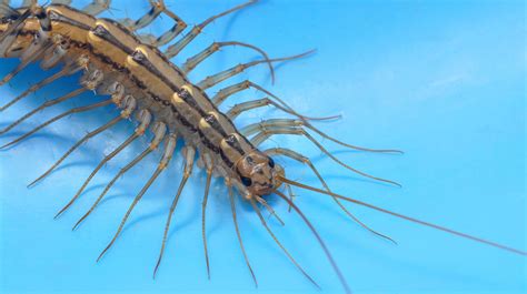 House Centipedes Use Their Legs Like Lassos To Catch Prey Mental Floss
