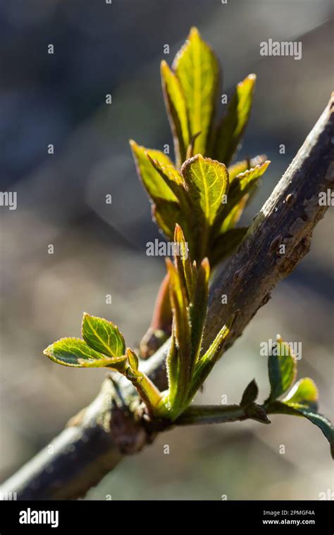 Budding Buds On A Tree Branch In Early Spring Macro Early Spring A Twig On A Blurred