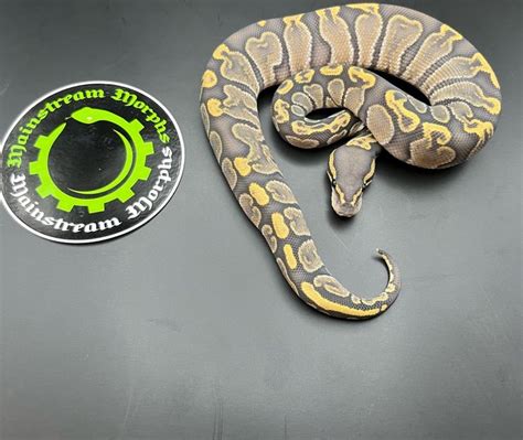 Hypo Ghi Poss Het Carmel Albino Male Ball Python By Mainstream Morphs