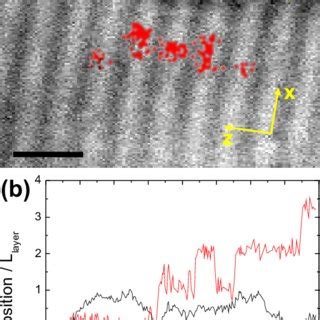 Color Online A Overlay Of Differential Interference Contrast DIC Download Scientific