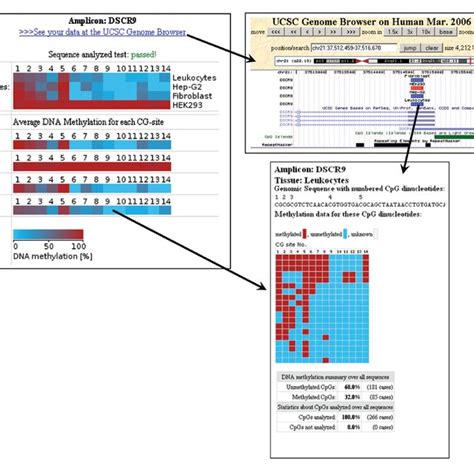Examples Of Bdpc Output Arrows Indicate Possible Navigation By Hmtl Download Scientific