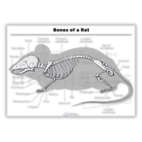 Bones Of A Rat Poster Digital Version Vet Nurses Little Helpers