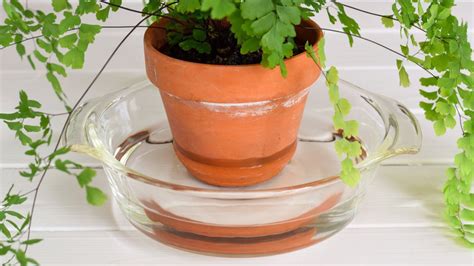 Pot Soaking Is The Ultimate Way To Give Your Indoor Plants A Boost With
