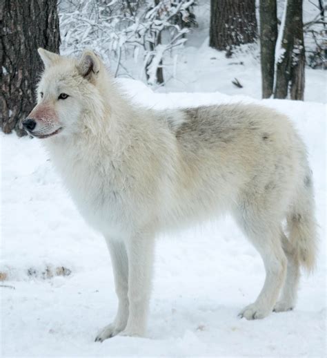 Grayson Finding His Way International Wolf Center
