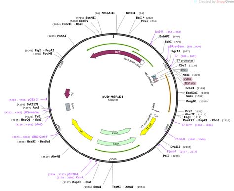 Addgene Pud Msp1d1