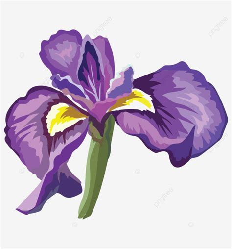 Gambar Bunga Iris Vektor Mekar Botani Terpencil Harum Pola Png Dan